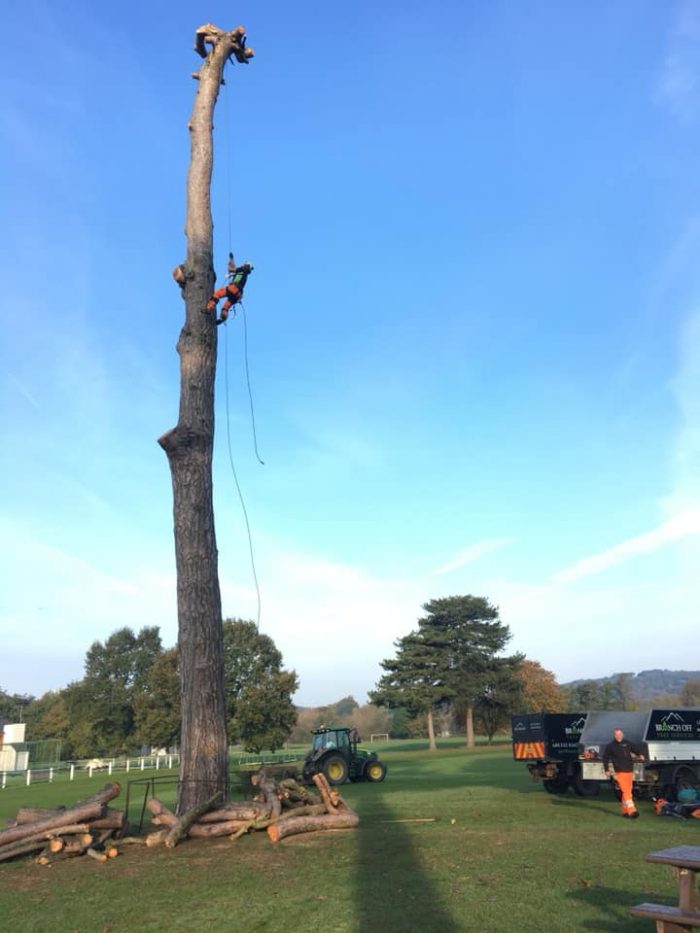 branch off tree services | Our Work
